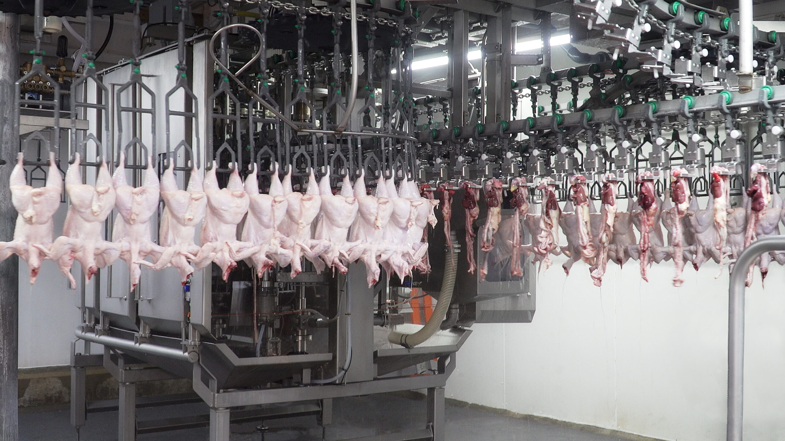 Osoul Industries | Poultry Slaughterhouse Equipment & Processing Lines